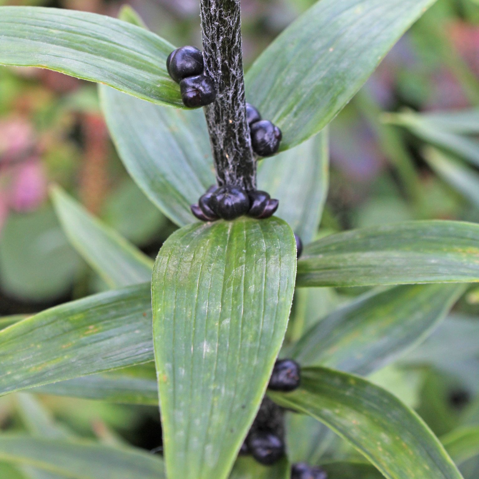 Tigerlilie (Lilium lancifolium) Vermehrung